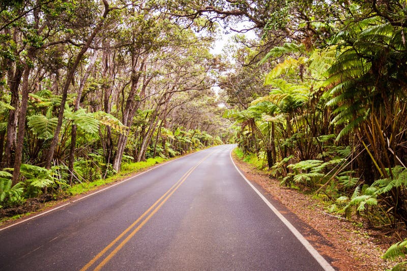 Jungle Road stock image. Image of hawaii, overgrown, trees - 49108985