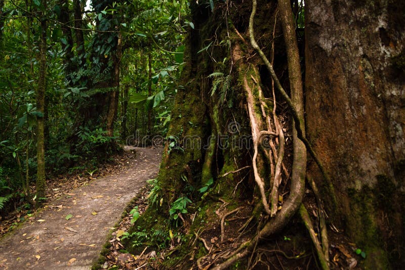 Jungle road. stock image. Image of beautiful, tourism - 79819425