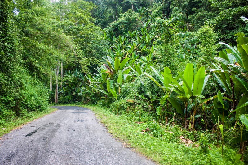 Road in jungle stock photo. Image of empty, jungle, tropical - 2416120