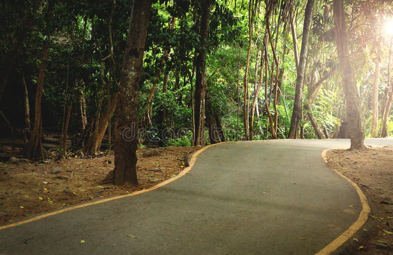 Jungle road stock image. Image of jungle, nature, background - 147043285