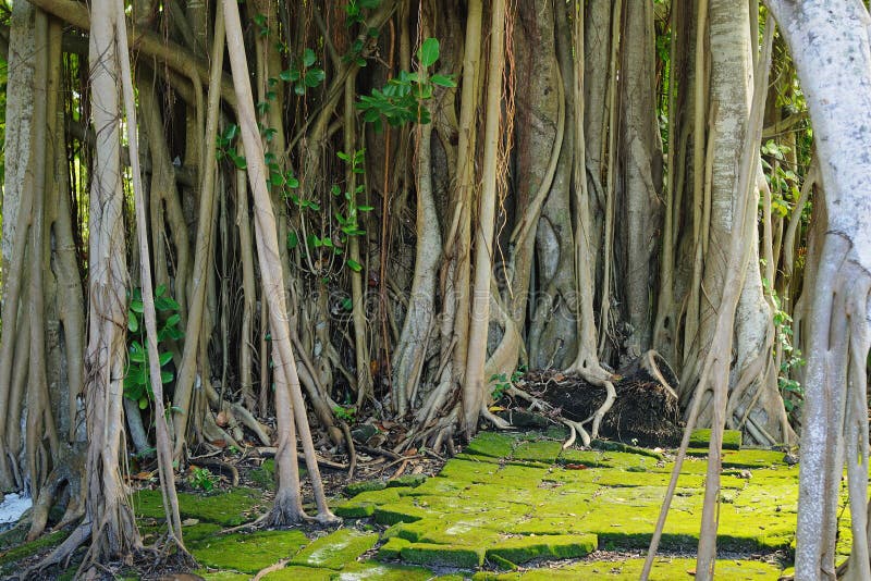 Jungle roots stock image. Image of leaf, environment - 12624747