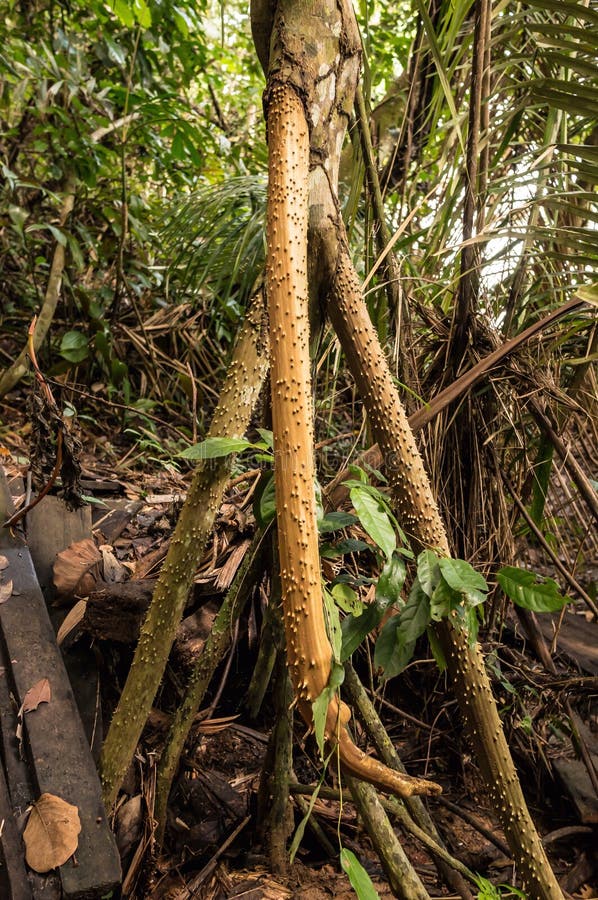 Jungle roots stock photo. Image of woodland, outside - 89777192