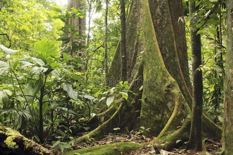 Jungle scene stock photo. Image of wood, national, rainforest - 104095286