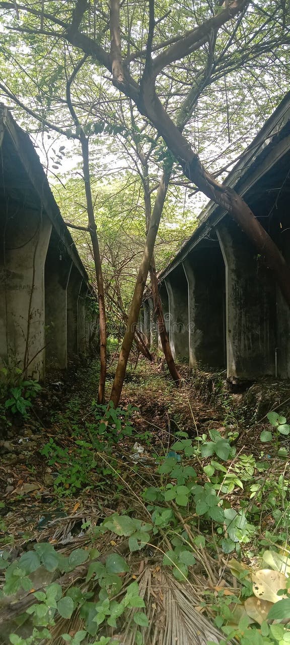 The jungle, shack stock image. Image of building, tree - 251463545