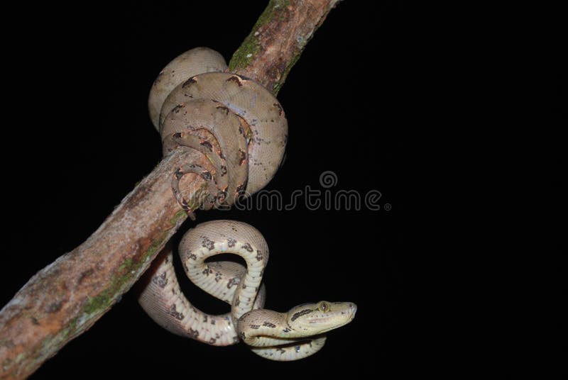 Jungle Snake at Night on a Tree Stock Photo - Image of young, predator ...