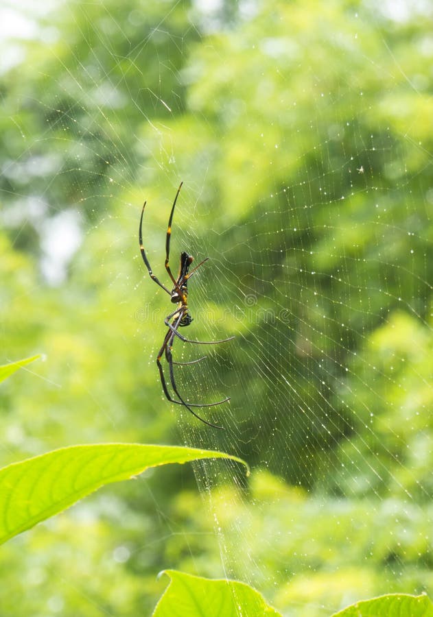 Jungle Spider Having Its Grub Stock Image - Image of center, mayajaal ...