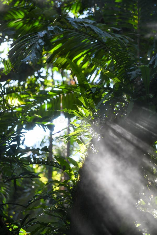 Jungle with Steam Streaming through Trees Stock Image - Image of native ...