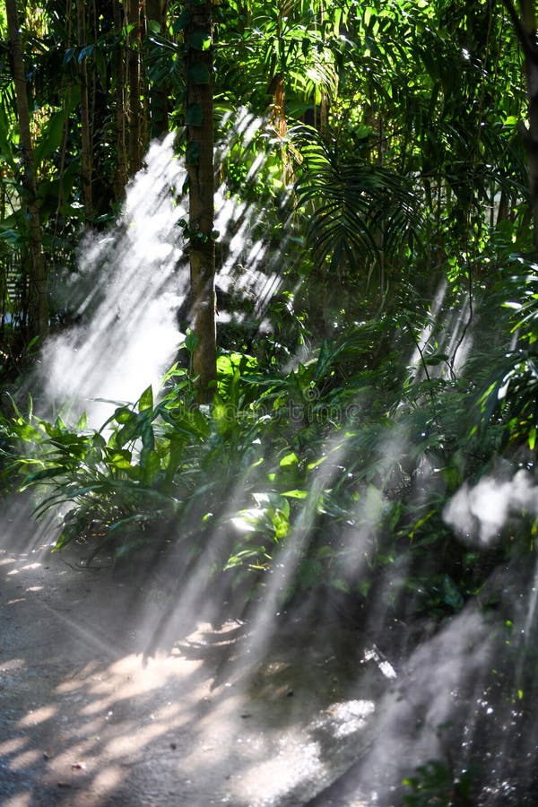 Jungle with Steam Streaming through Trees Stock Photo - Image of ...