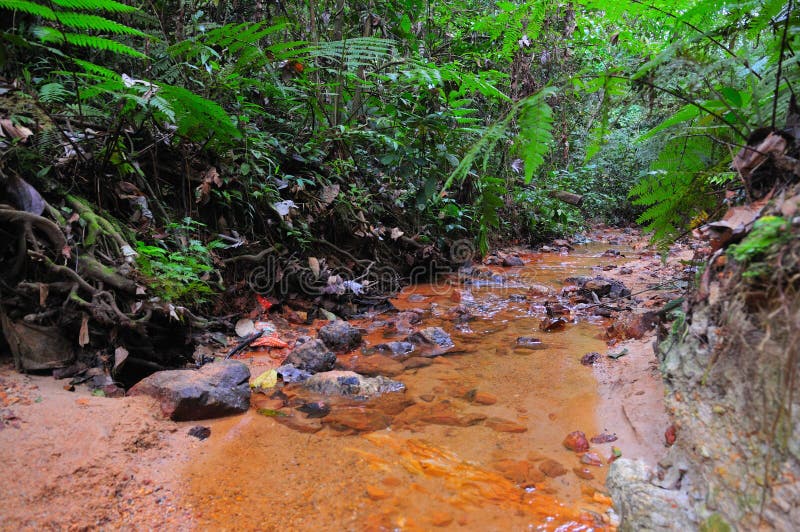 Jungle Stream Flows Under Root Stock Photo - Image of rainforest ...