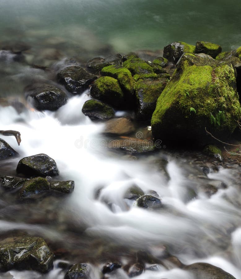 Jungle Stream Picture. Image: 7813025