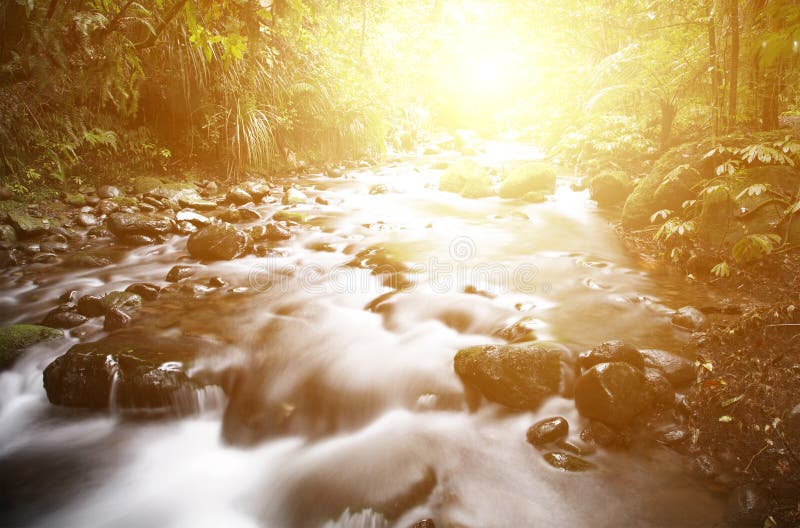 Jungle Stream Flows Under Root Stock Photo - Image of rainforest ...