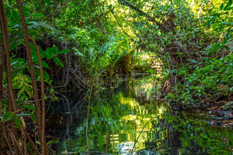 Jungle stream stock photo. Image of sapful, nature, france - 36163142