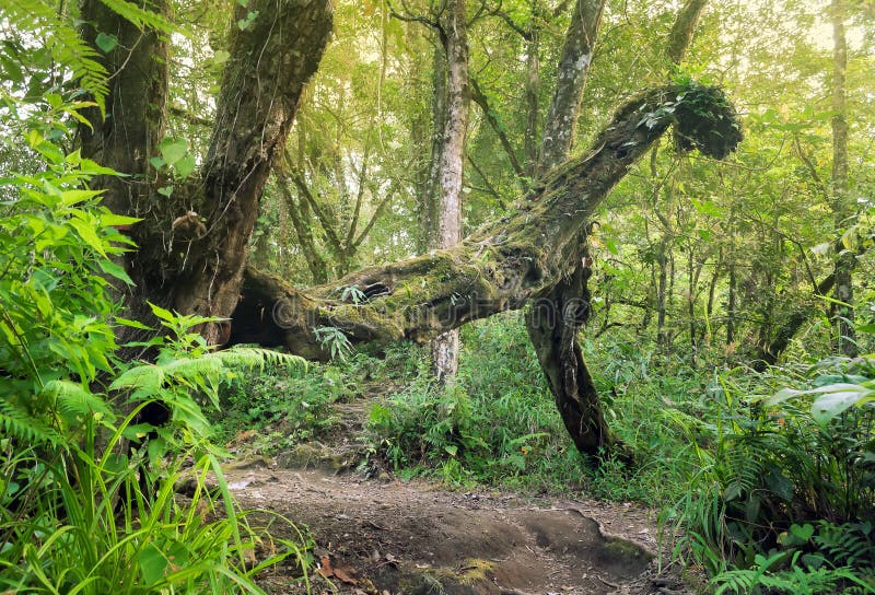 Old Tree with Big Roots in Green Jungle Stock Image - Image of organic ...