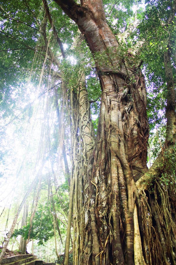 Jungle with sunshine stock image. Image of daylight, beam - 48203101