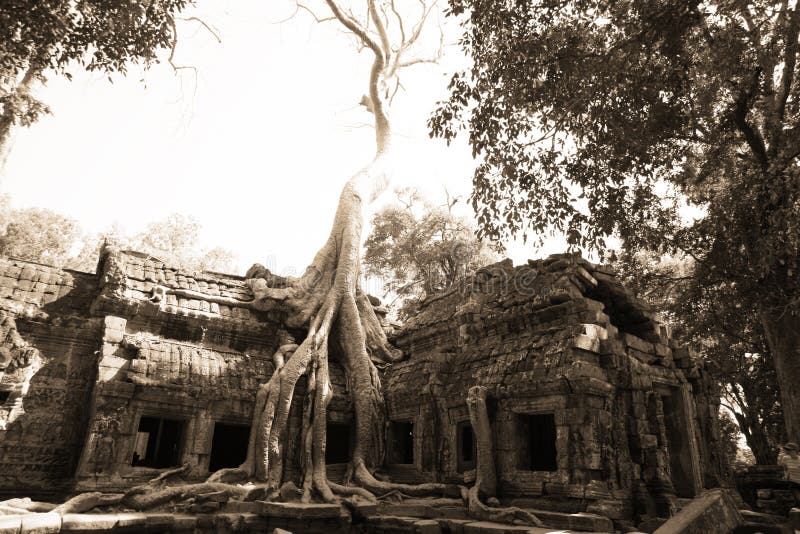 Jungle that Surround of Angkor Wat Stock Photo - Image of ancient ...