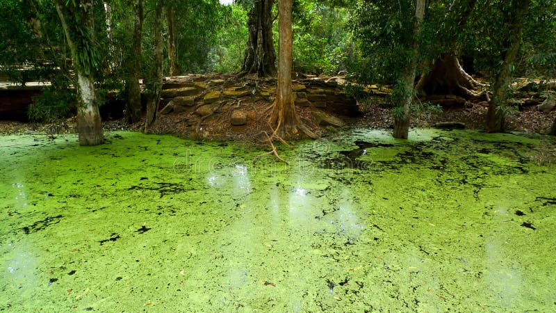 Jungle swamp stock photo. Image of flooding, root, travel - 23252552