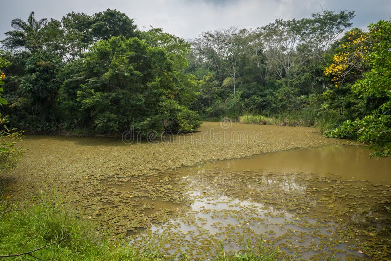 Jungle Swamp stock image. Image of last, cabins, jaguar - 69993629