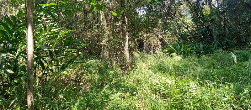 Jungle, Tasikmalaya Village, West Java Indonesia Stock Photo - Image of ...