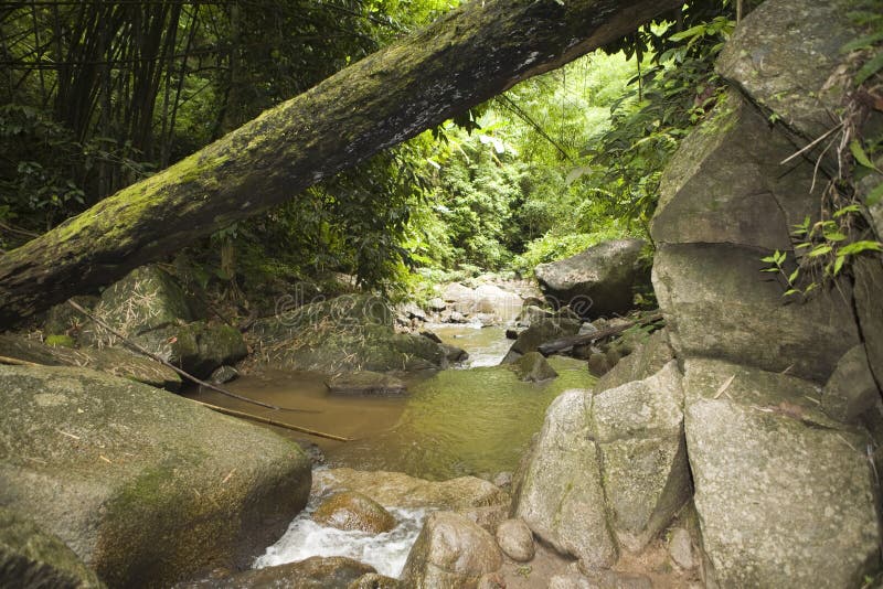 Jungle in Thailand stock photo. Image of protection, nature - 5056156