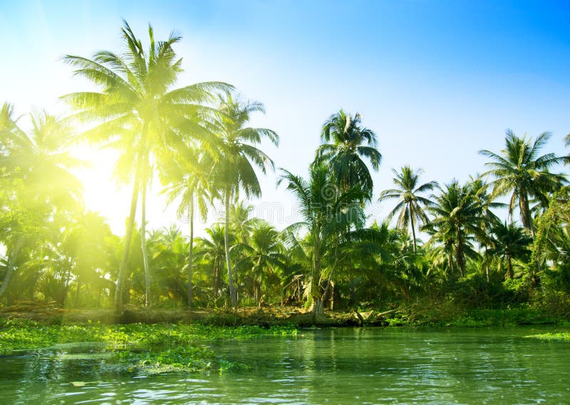 Jungle of Thailand stock photo. Image of green, island - 8659404