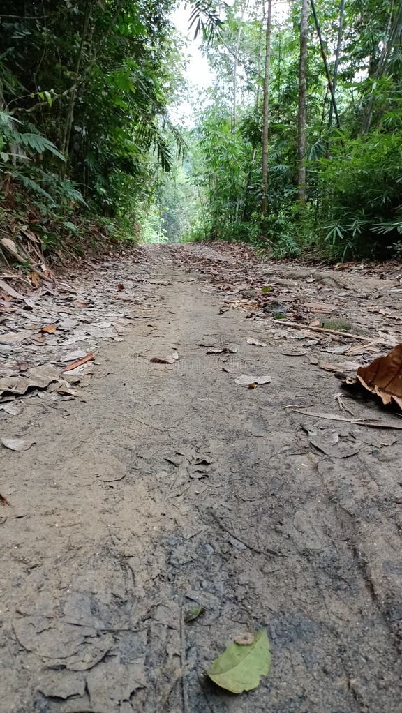 Jungle Track for Exploration Stock Image - Image of track, exploration ...