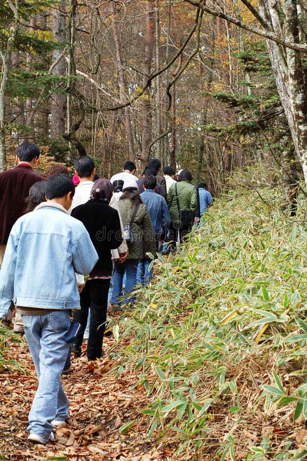 Jungle Tracking stock image. Image of activity, outdoor - 1595339