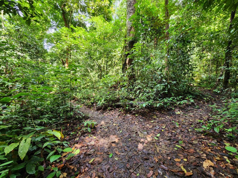 Jungle Trail in Danum Valley Conservation Area Lahad Datu Sabah Borneo ...