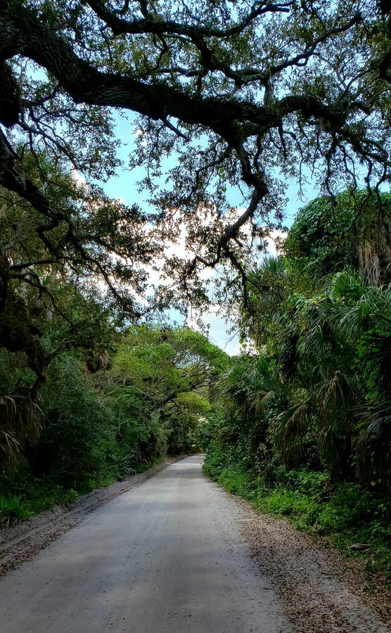 Under the trees stock image. Image of jungle, dirt, shot - 140917509