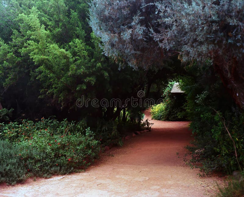Jungle Trail stock photo. Image of ocean, danger, hawaii - 395643596