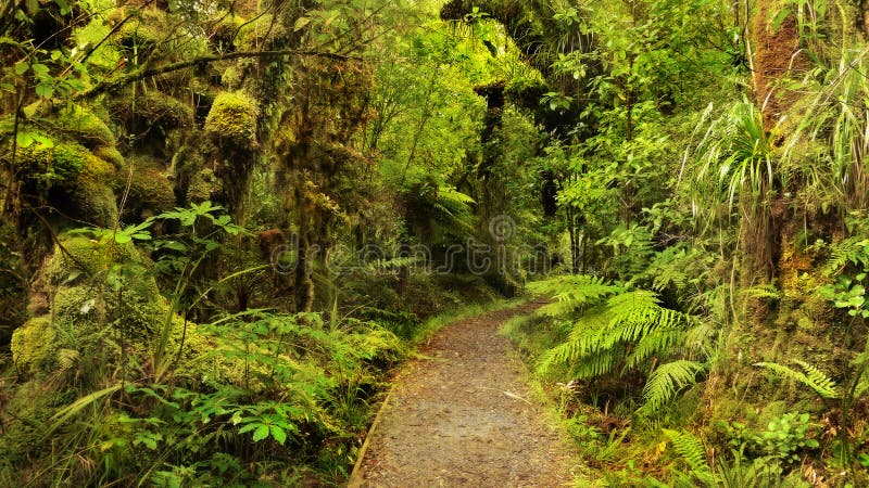 Jungle Trail Green Tropical Rainforest Stock Image - Image of path ...