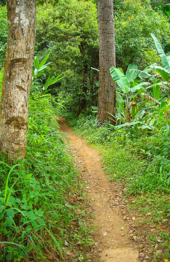 The jungle trail stock photo. Image of nature, landscape - 59672414