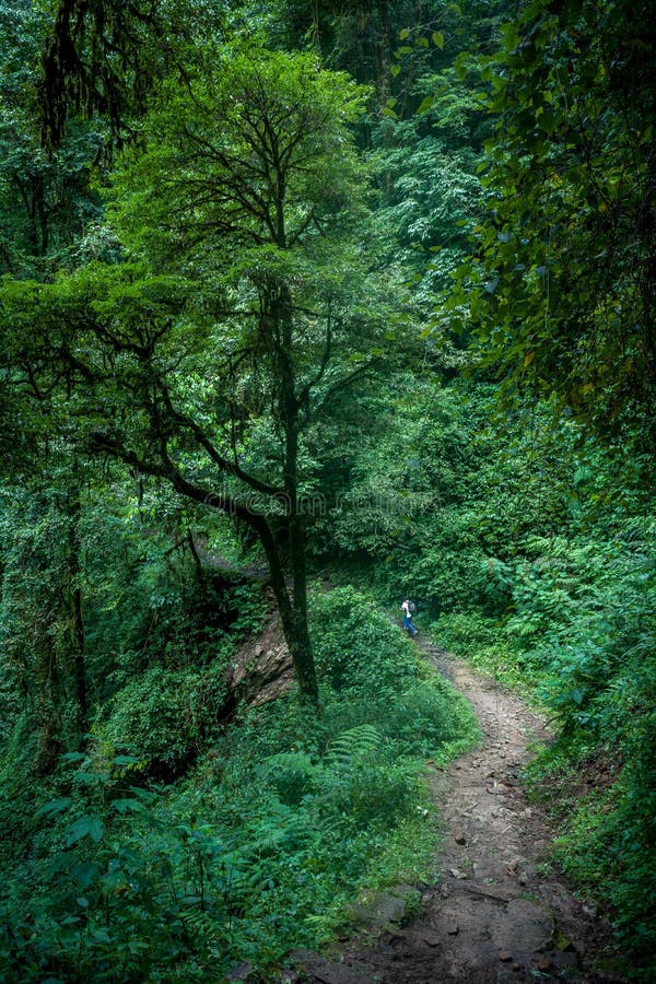 Jungle Trail, West Sikkim, India Stock Image - Image of path, growth ...