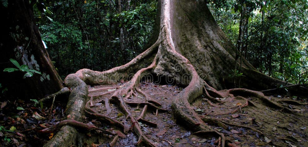 Jungle tree stock image. Image of jungle, angle, panorama - 5900459