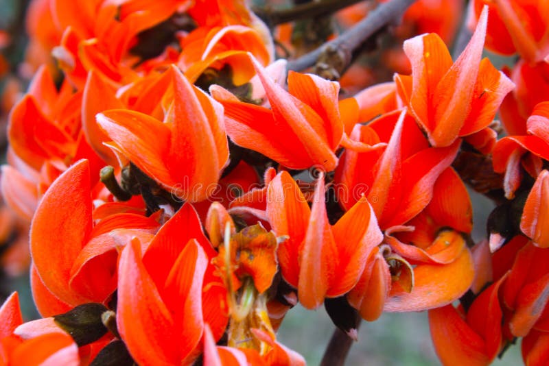 Jungle Flower Stock Photos - Download 40,739 Royalty Free Photos