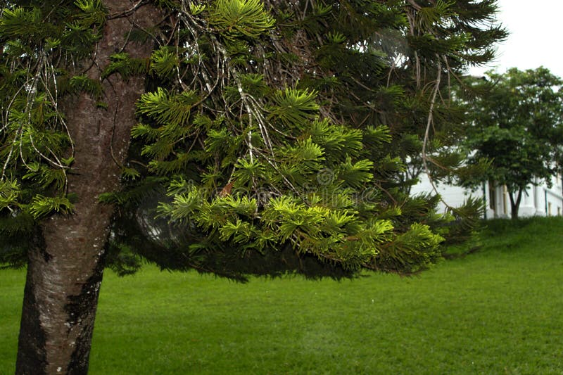 Exotic Tree after Rain in Sri Lanka Stock Image - Image of plant, trunk ...