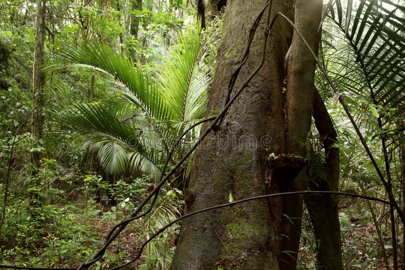 Jungle stock image. Image of tree, tropic, jungles, vines - 51345283