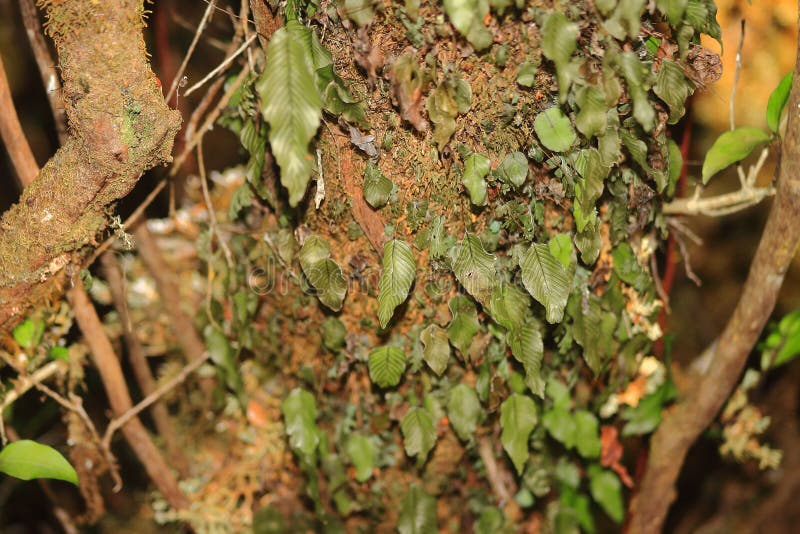 Tree Weird Abstract Colorful Texture Close Up, Vertical Background ...