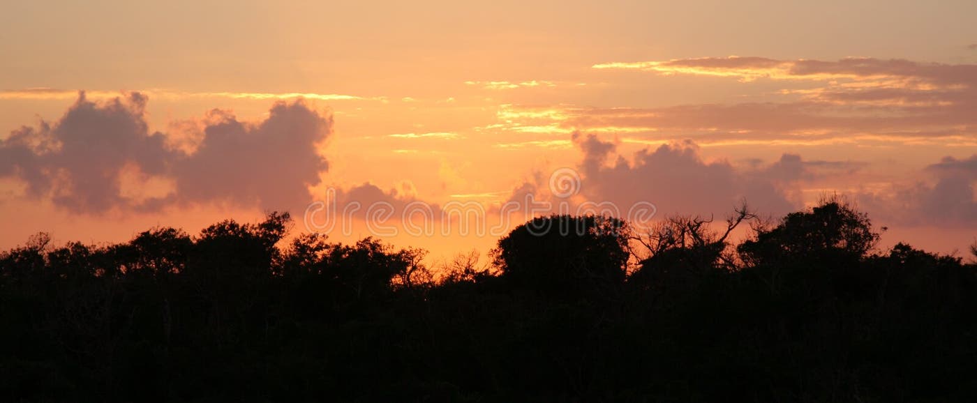 363 Rainforest Treeline Stock Photos - Free & Royalty-Free Stock Photos ...