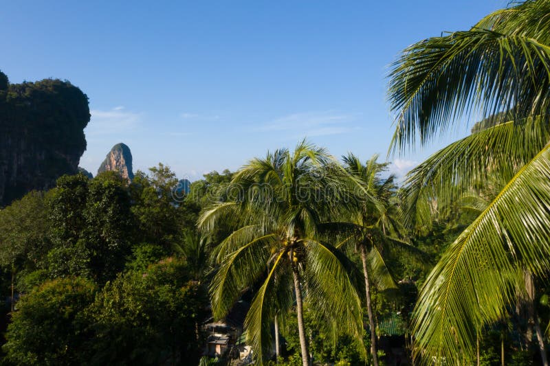 Jungle trees aerial view stock photo. Image of holiday - 159220264