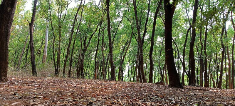 Jungle Trees Daytime Spring Stock Image - Image of grove, nature: 245211113