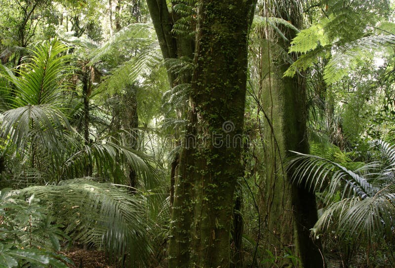 Jungle stock photo. Image of tropics, nature, greenery - 51766444