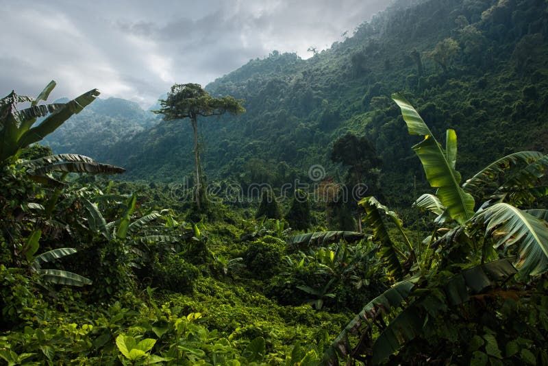 Jungle stock photo. Image of indonesia, climate, land - 135061752