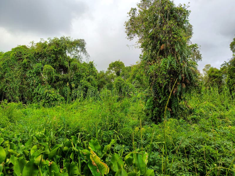 Jungle Trees that Grow in Swamps Stock Image - Image of mangrove, blue ...