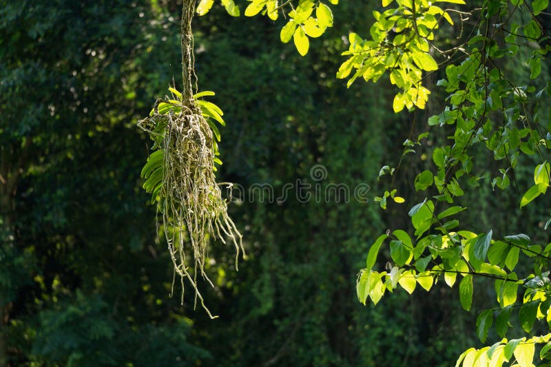 Jungle Trees Rainforest Plants Flora Its Wide Range Patterns Stock ...