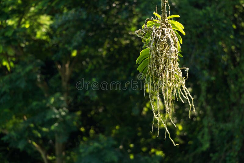 Jungle Trees and Rainforest Plants and Flora with Its Wide Range of ...