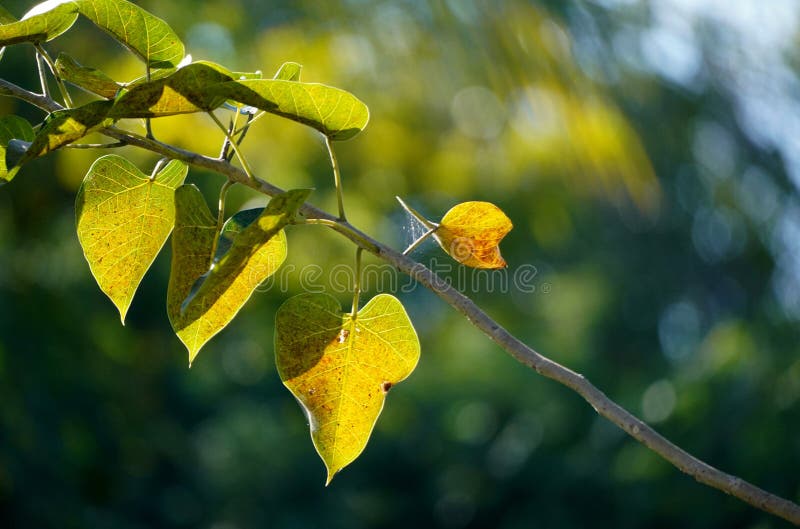 Jungle Trees and Rainforest Plants and Flora with Its Wide Range of ...