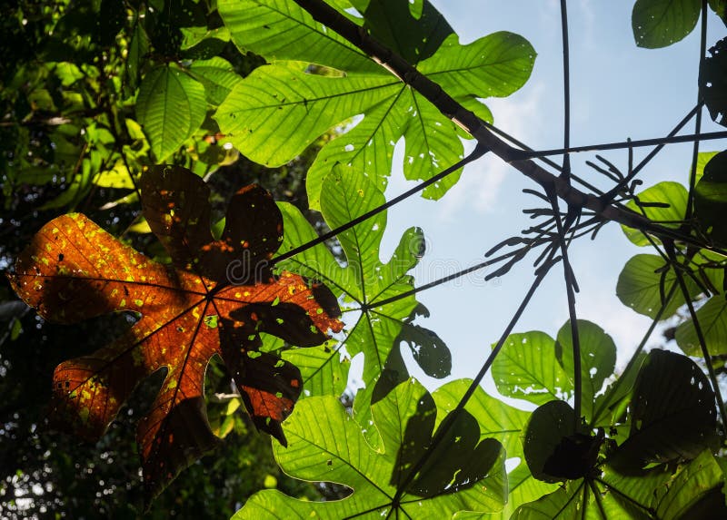 Jungle Trees and Sky in the Amazon Rainforest Stock Photo - Image of ...