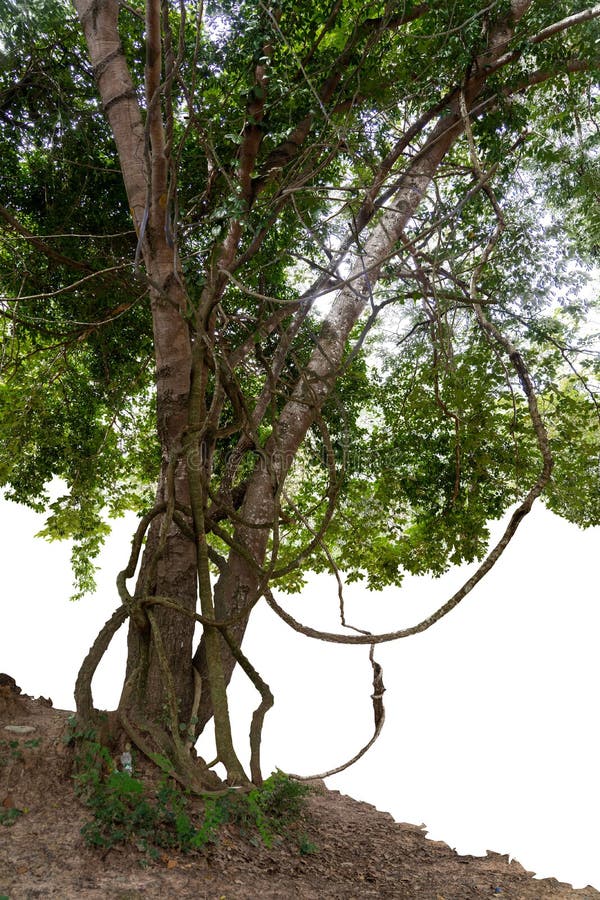 Jungle Trees with Vines Climbing and Twisted Around on Tree Trunks ...