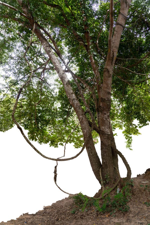 Jungle Trees with Vines Climbing and Twisted Around on Tree Trunks ...