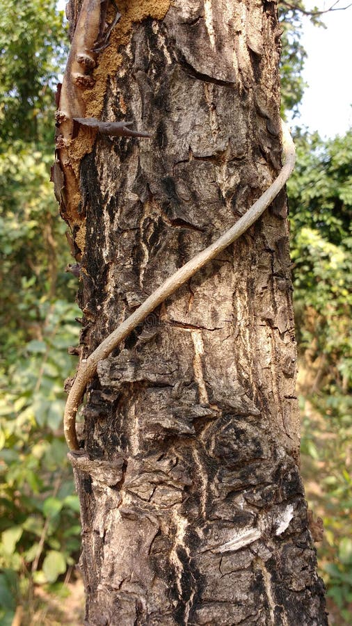 Jungle trip stock image. Image of trip, awosome, tree - 81825413